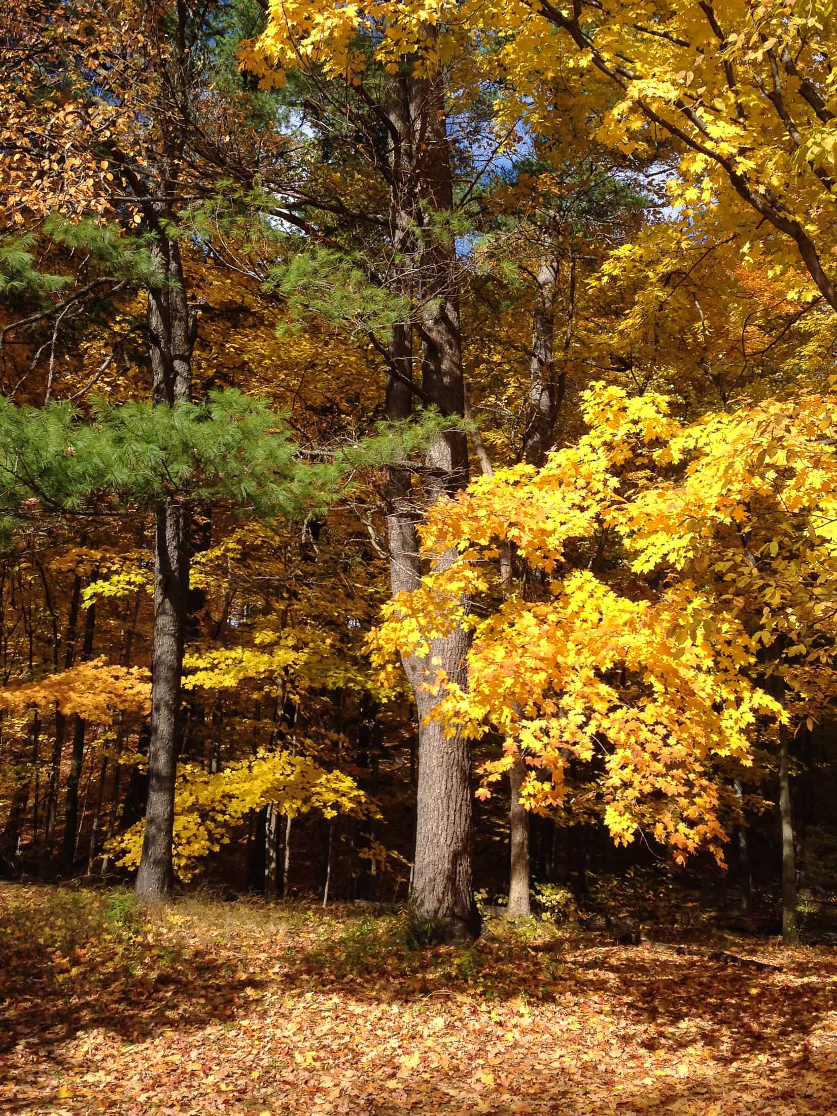Parks – Federation of North Toronto Residents' Associations