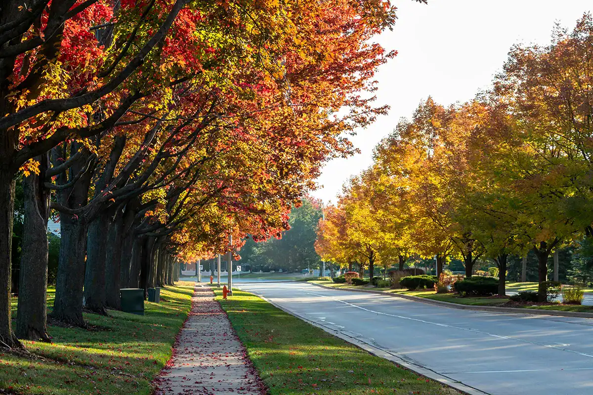 Growing space for trees: : Protecting and enhancing the tree canopy ...